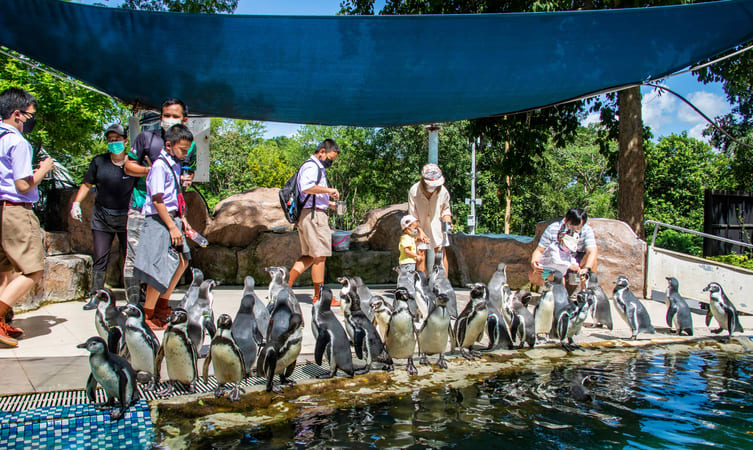 Signet Institute Of Australia